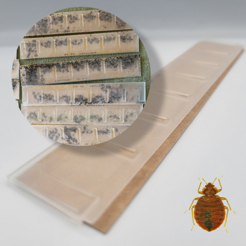 CIMEXCATCH®, piège détecteur anti punaise de lit professionnel