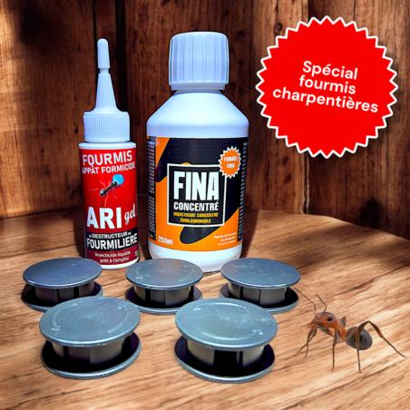 Traitement fourmis charpentières | Pack spécial