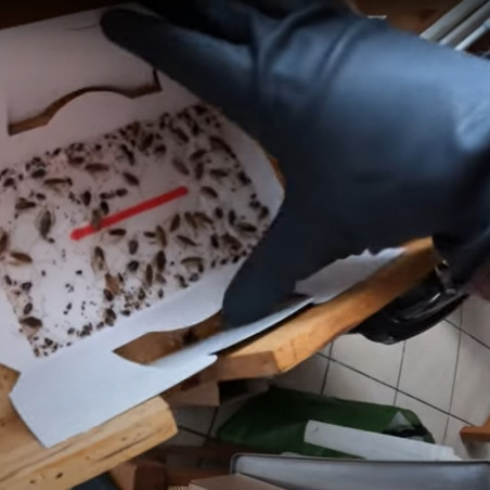 Géotrap, piège à glu cafard et blatte (lot de 20) I Avis, prix