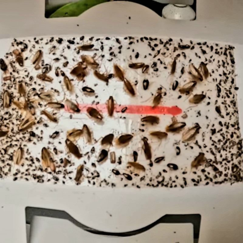 Géotrap, piège à glu cafard et blatte (lot de 20) I Avis, prix